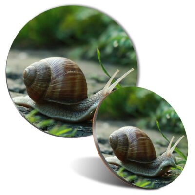 Mouse Mat & Coaster Set Garden Snail Wildlife Nature Bug #52883 | eBay UK