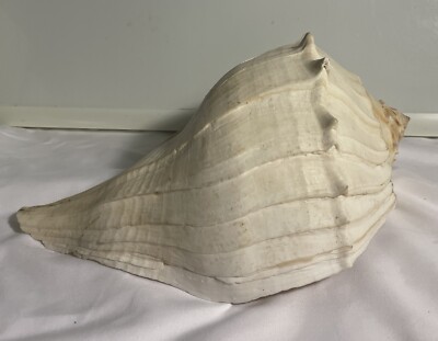 Large Lightning Whelk 10” Long Seashell Beach Nautical Decor Coastal | eBay