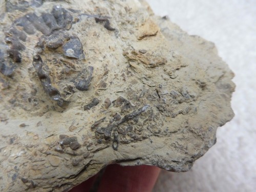 Fossil Chain Coral (Halysites) Wren's Nest (Wenlock Limestone), UK ...