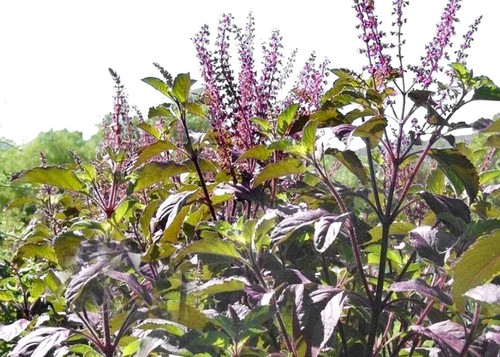Red Leaf Thai Holy Basil Seeds | Krishna Tulsi Kraphao กะเพรา Asian ...