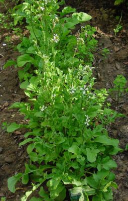 Rucola 2.500 Samen , Rauke Wilder Salat -Pflücksalat- | eBay.de
