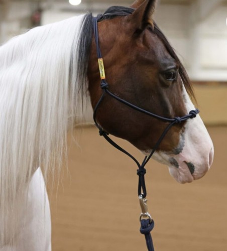 Clinton Anderson Halter Lead Rope Set Limited Edition Navy Blue Large ...