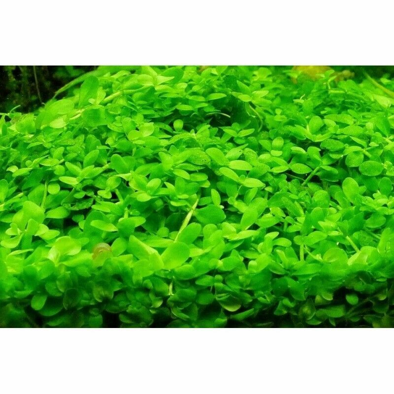 BUY 2 GET 1 FREE POTTED Micranthemum Monte Carlo Easy Carpet Live ...