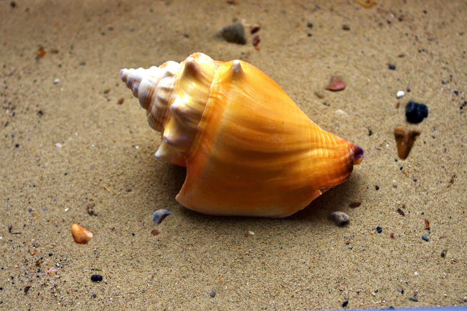 Conch Primrose Sea shells, Natural Seashells for Craft - Aquarium ...