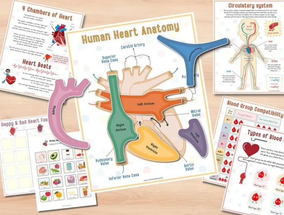 Human Anatomy Busy Book,Human Body Anatomy Busy Book for Kids ...