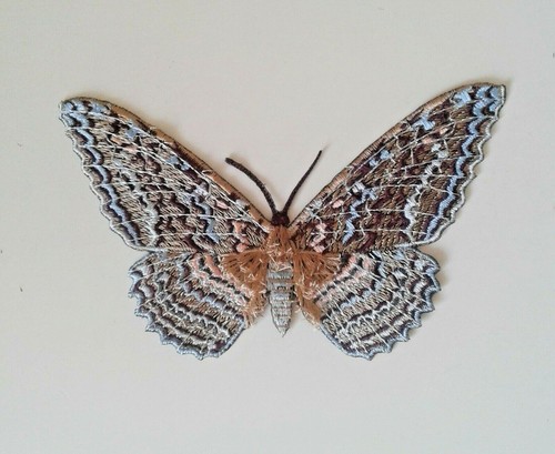 Ghost Moth Thysania Agrippina White Witch Insect Handmade Embroidered ...