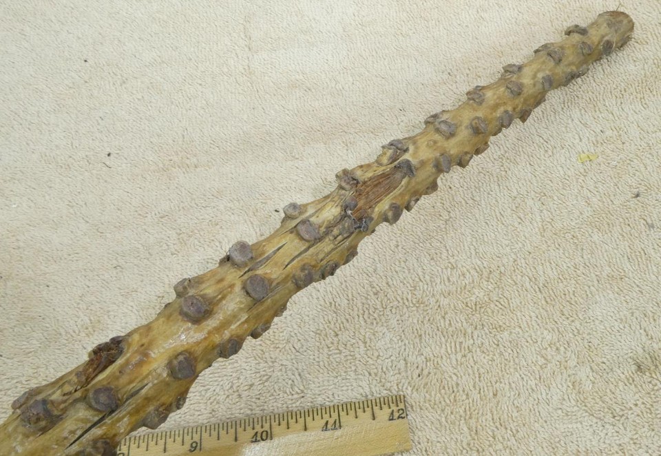 RARE Antique Irish Shillelagh Thorn Walking Stick Cane Knobby ! | eBay