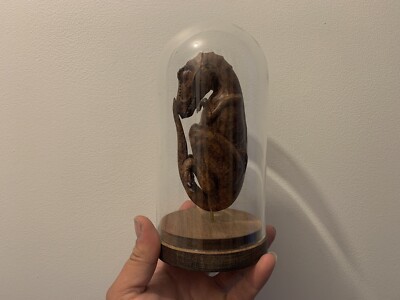 Dinosaur/Foetus T-Rex Tyrannosaurus Rex under / Below Globe Of 20 CM ...