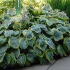 1 Hosta blue #1 size plant 'Frances Williams ' bare root Shipping Apr ...