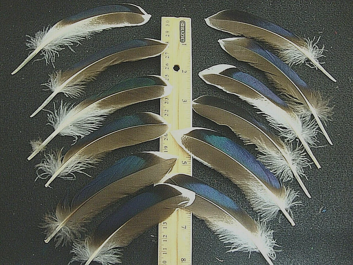 Mallard Feather