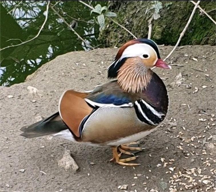 1 Regular SPLIT TO WHITE SINGLES Exotic Mandarin Duck Hatching Eggs ...