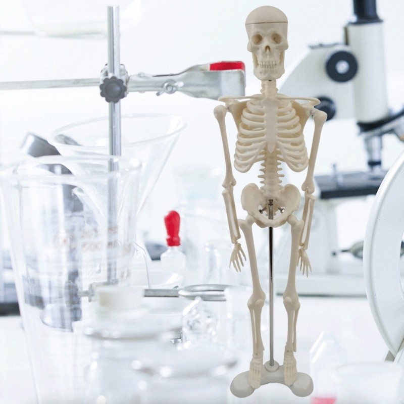 Human Skeleton Model Anatomical Full Body Teaching Model Human Body ...