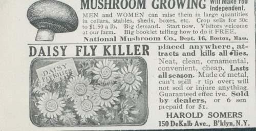 1912 Mushroom Growing Daisy Fly Killer Harold Somers Boston MA Vtg ...