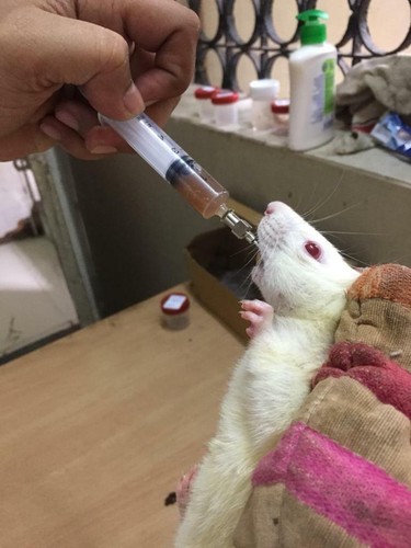 Cannula Needle 6pcs -Oral gavage Feeding Reusable Steel Tube for RAT ...