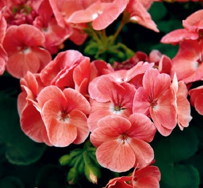 MPB#3 Geranium Seeds Ringo Salmon 15 Seeds | eBay