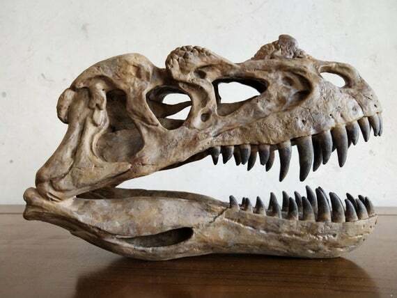Ceratosaurus Skull Replica