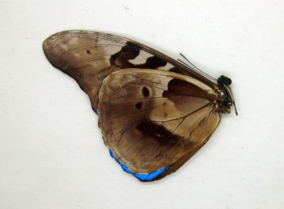 Butterfly - Morphidae - Morpho Rhethenor (m) - Tingo Maria, Peru, South ...