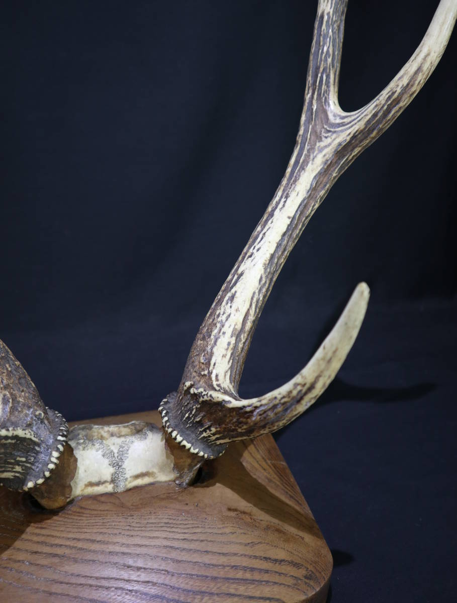 KATANA-KAKE Japan Sword Rack Stand Antique Armor Ken Deer Antler ...