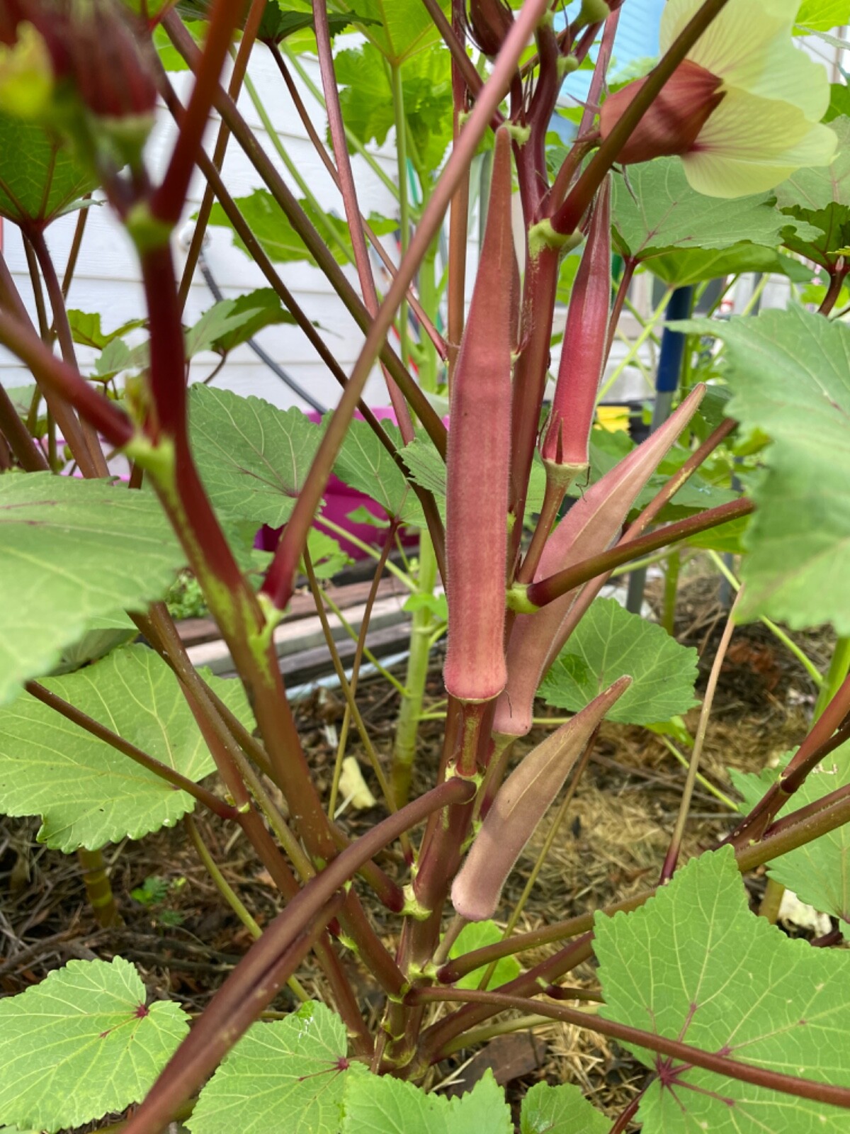 60+ Okinawa Pink Okra Seeds Open Pollinated No pesticides. Early and ...