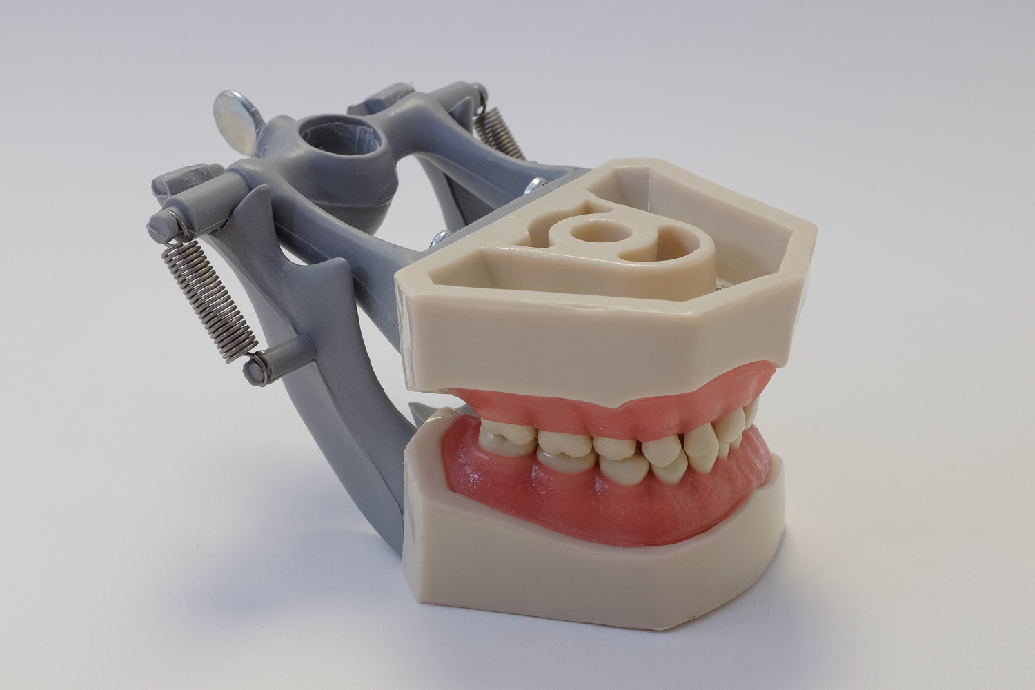 Dental Anatomy Typodont Educational Pediatric Kit Removable Teeth NBDE ...