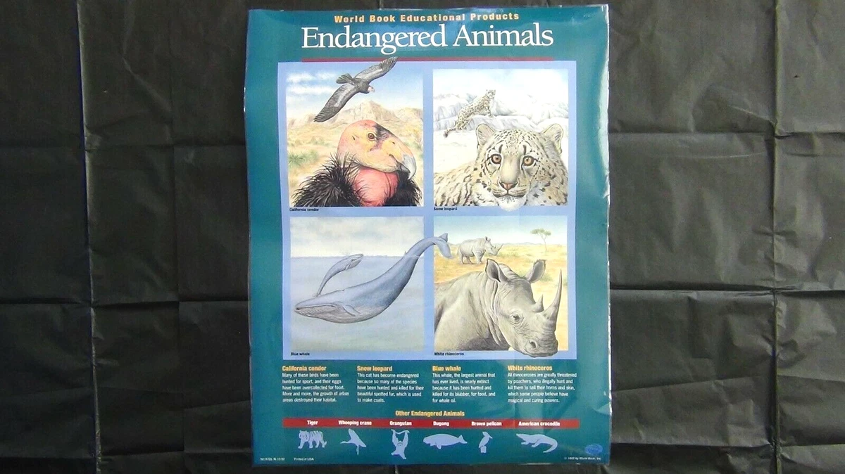 Endangered Animals Poster Project