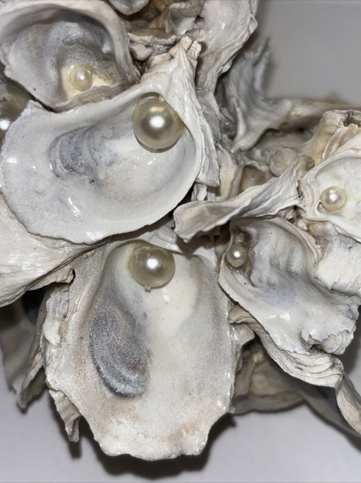 Oyster and Barnacle Shell Cluster Sculpture RARE - Unique Beach Decor w ...