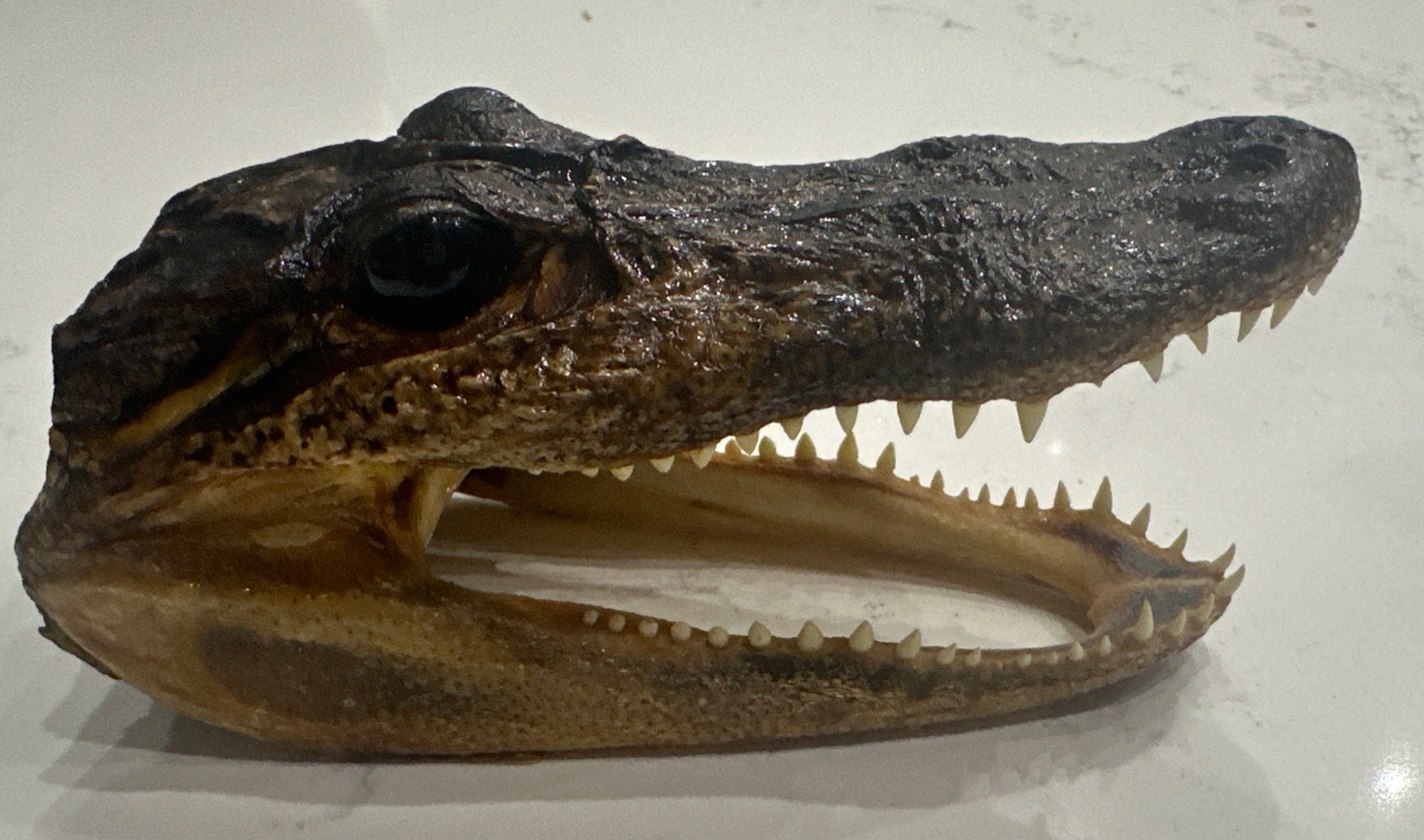 Genuine American Alligator Head Taxidermy Juvenile Louisiana Gator Open ...