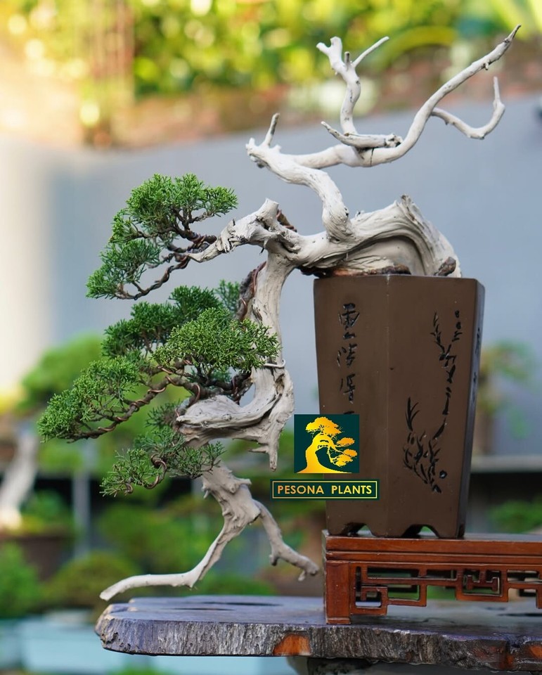 Actual Bonsai tree. Bonsai Juniperus Chinensis sargentii tanuki good ...