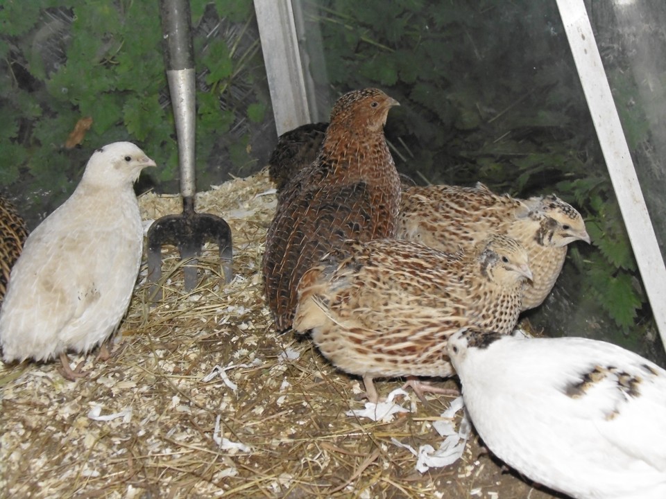 Jumbo Coturnix Quail Eggs x 12 plus extras beautiful colours | eBay UK