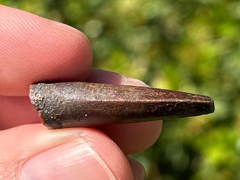 NICE Timurlengia Dinosaur Tooth Fossil Uzebekistan Tyrannosaur ...