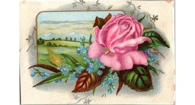 1910s Postcard: Pink Rose Forget-Me-Nots & Mrs Rowe Millinery Detail ...