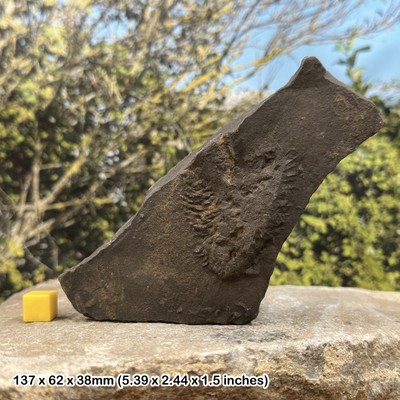 Trilobite Trace Fossil, Rusophycus/Cruziana | eBay