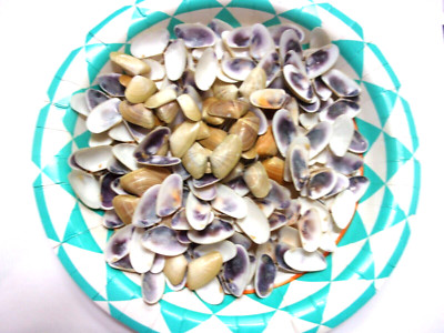 45 Pairs Connected Spanish Coquina Shells- Weight 5Oz. | eBay