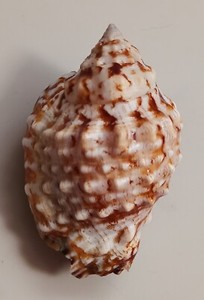 wenrab_shell | eBay Stores