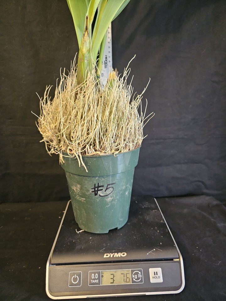 Grammatophyllum scriptum V Leopard #5 Large Blooming Size Plants 5lb ...