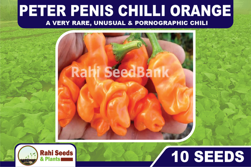 Peter Penis Chilli Orange - 10 Seeds - A Very RARE, Unusual ...
