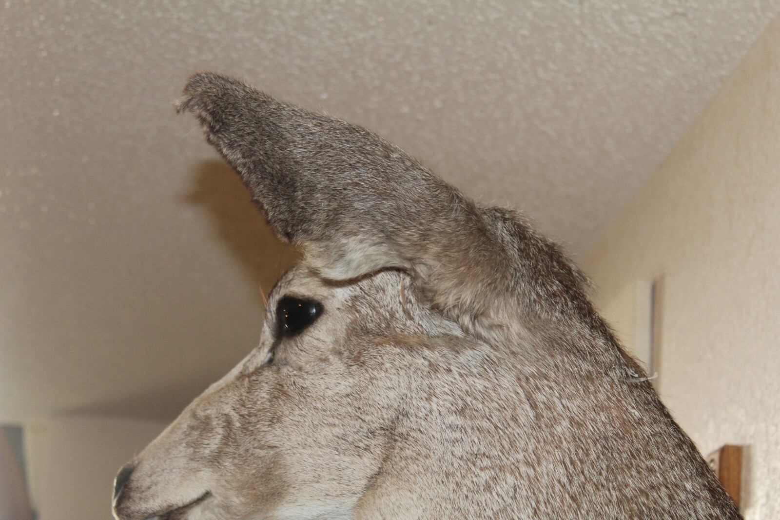 Mule Deer Head Shoulder Mount Taxidermy Mount Antler Hunt Whitetail ...