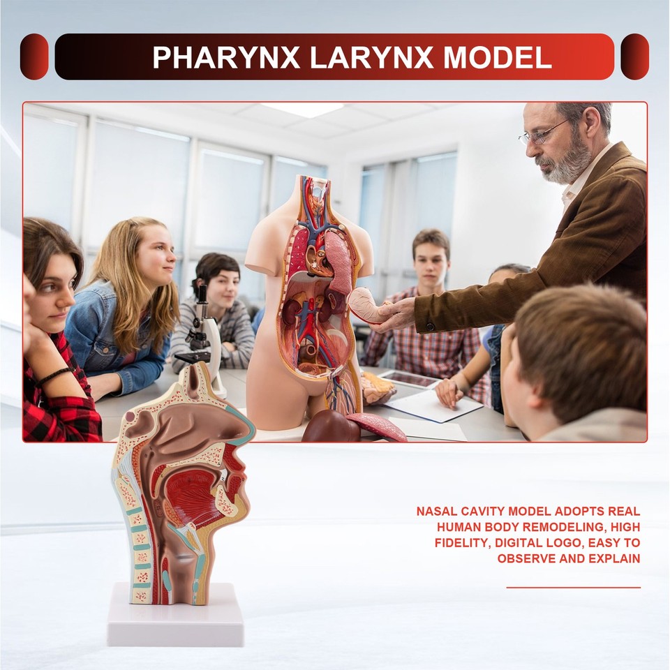 Nasal Cavity Throat Anatomy Model Human Anatomical Pharynx Larynx Model ...