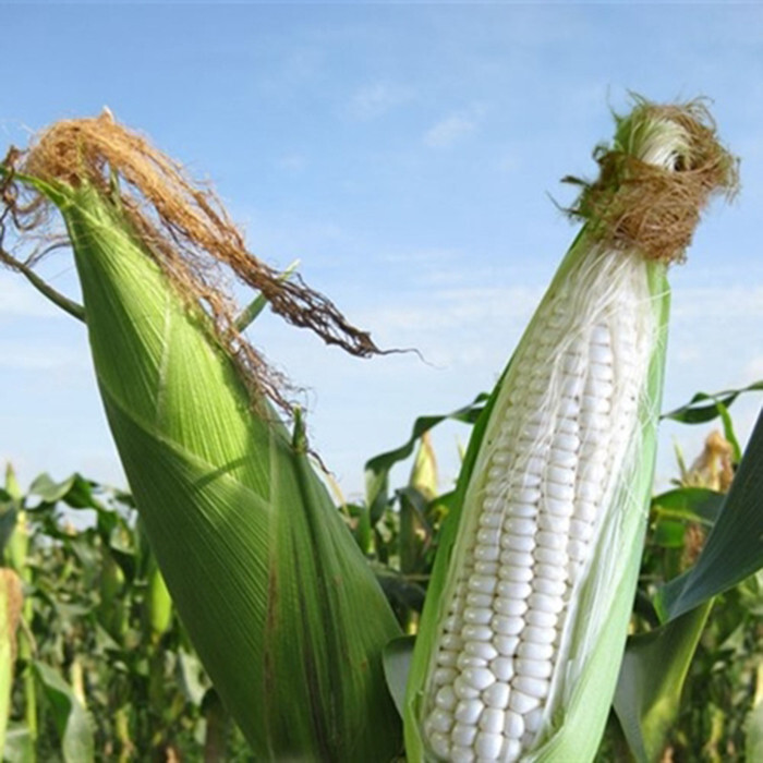 100 Organic Sticky Waxy Sweet White Corn Bap Nep Nu | eBay