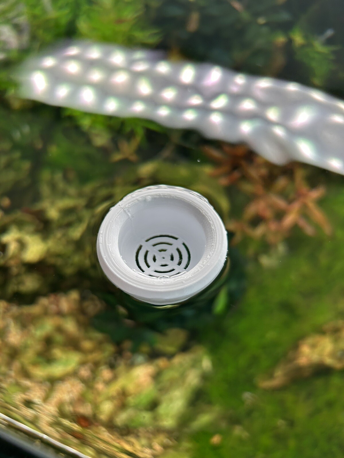 FLOATING Fish Feeder Aquarium Fish Tank Bloodworm Brine Shrimp Frozen ...