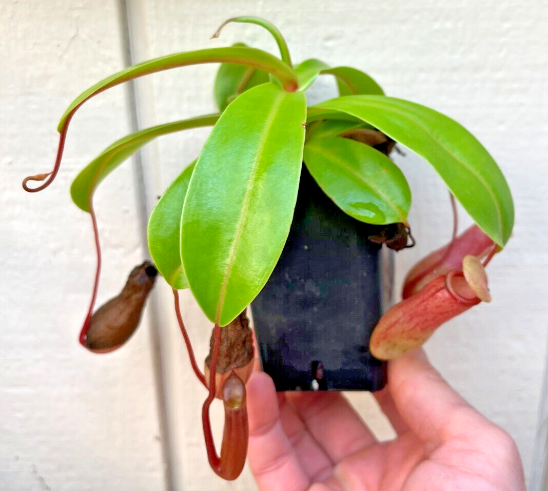 Nepenthes Ventricosa X Truncata