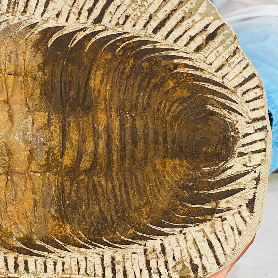 7.94lb Huge Rare Trilobite Fossil Collection Specimen Cambrian Madagascar | eBay