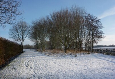 Photo 6x4 Small copse by the road Broadgrass Green Seen on a day with a ...