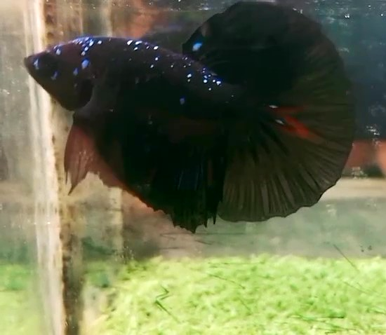 Live Betta Fish Halfmoon Avatar Nebula Gordon Galaxy male$aq1 From ...