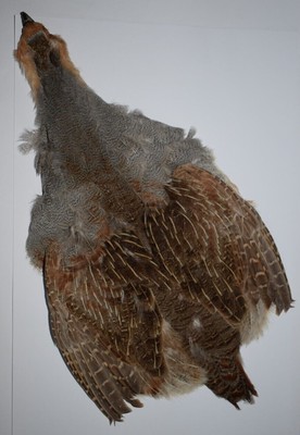 Fly Tying Materials - Partridge Skin