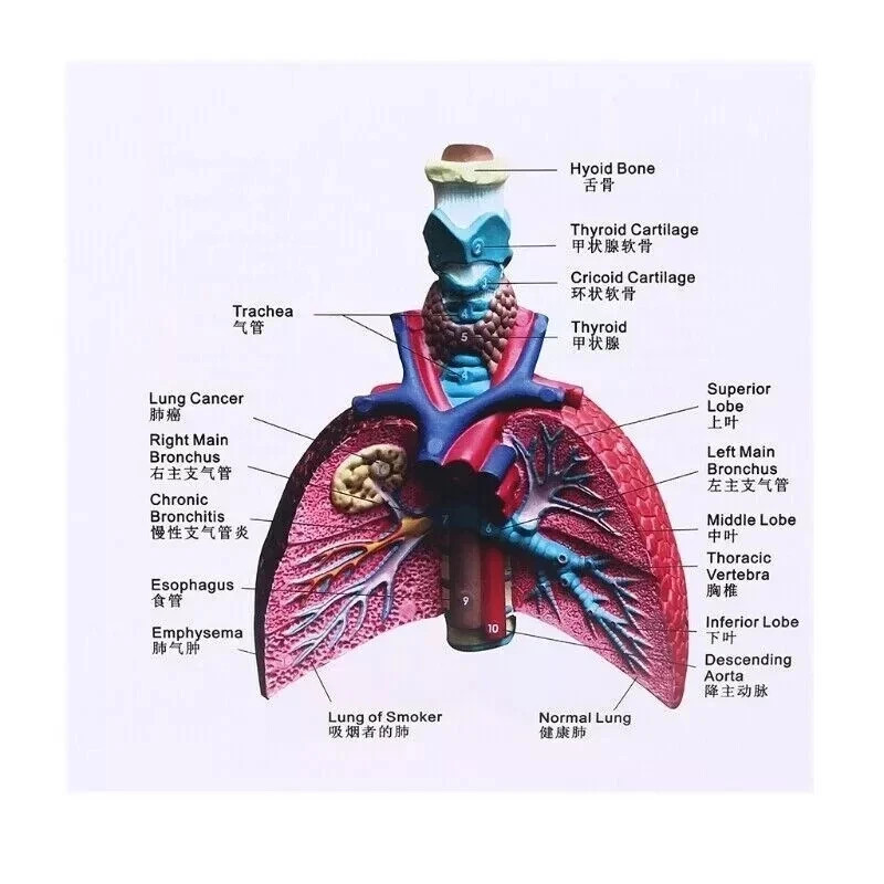 Human Lung Model Anatomical Respiratory System Anatomy Teaching Tool ...