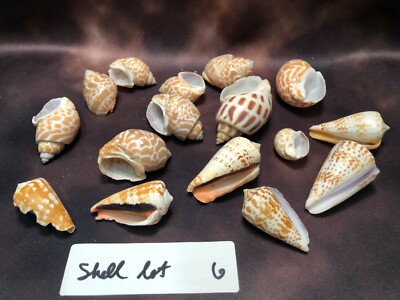 16 Conch Sea Shells Collection Set of 16 Spotted Striped Conch ...