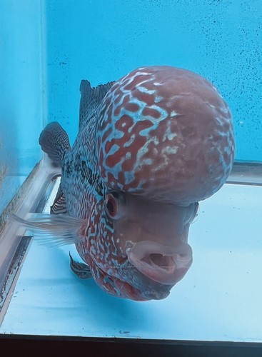 Super Red Dragon Flowerhorn The King Kamfa Fry 5 to 6 inche Usa Seller ...