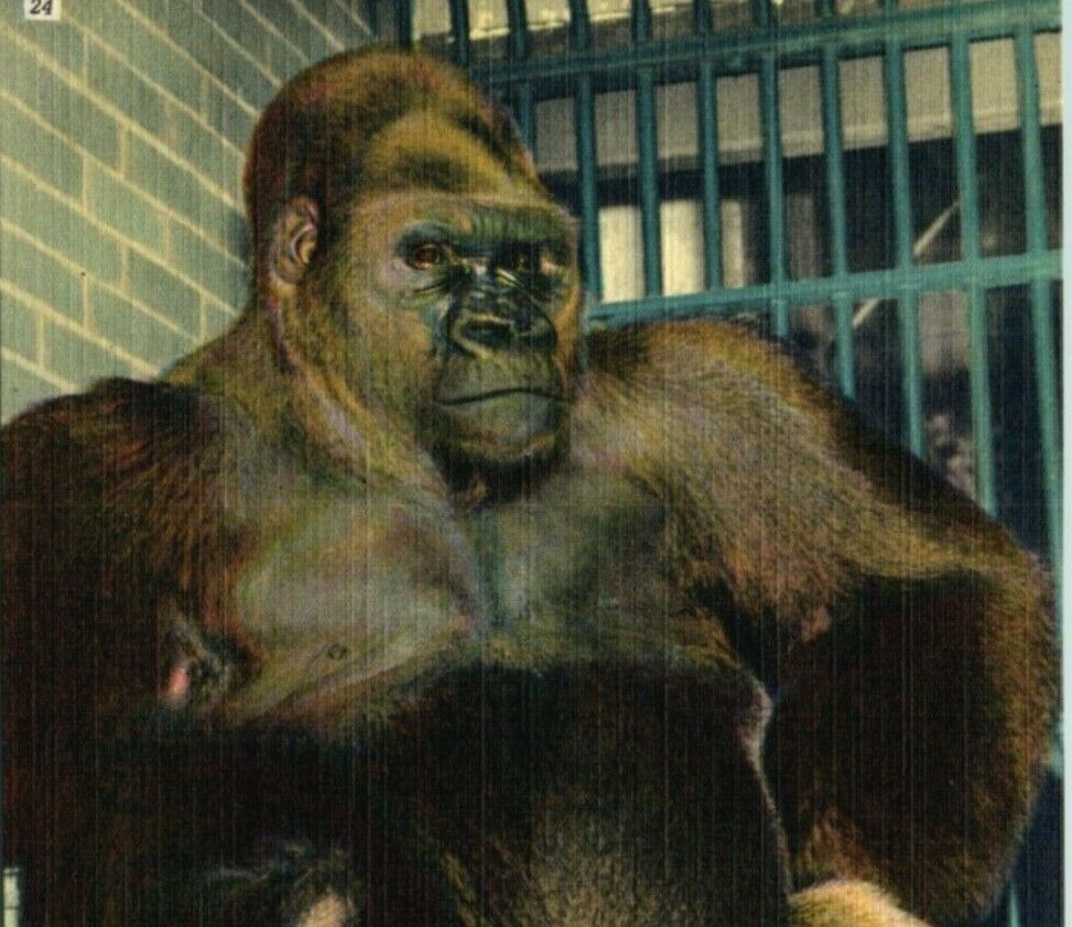 Lincoln Park Zoo Bushman Gorilla Western Lowland Gorilla | Lincoln