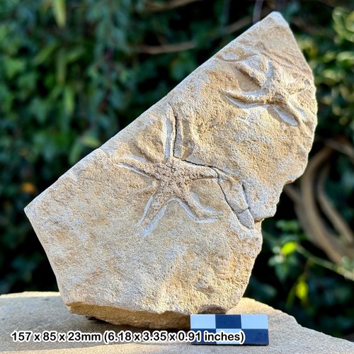 DOUBLE British Starfish Fossil - Middle Lias, Lower Jurassic, Dorset ...